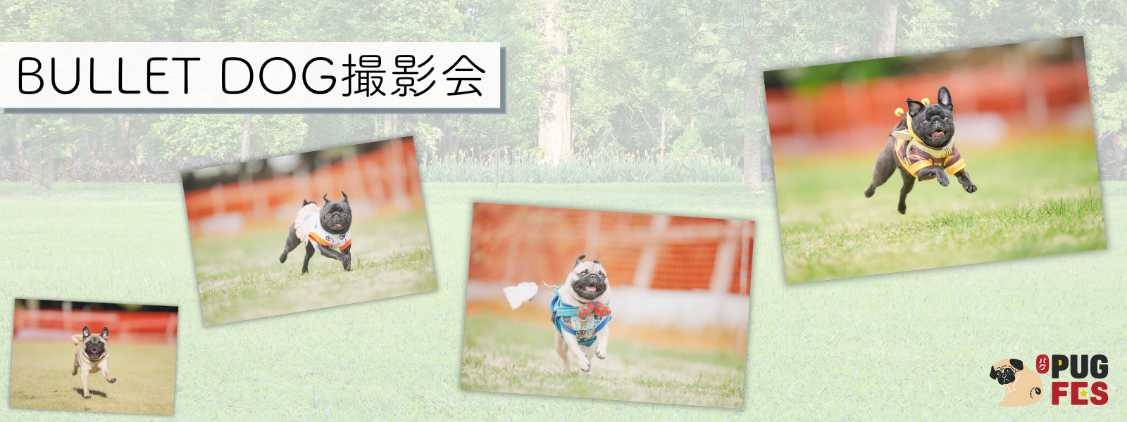BULLET DOG撮影会 | パグフェス公式サイト